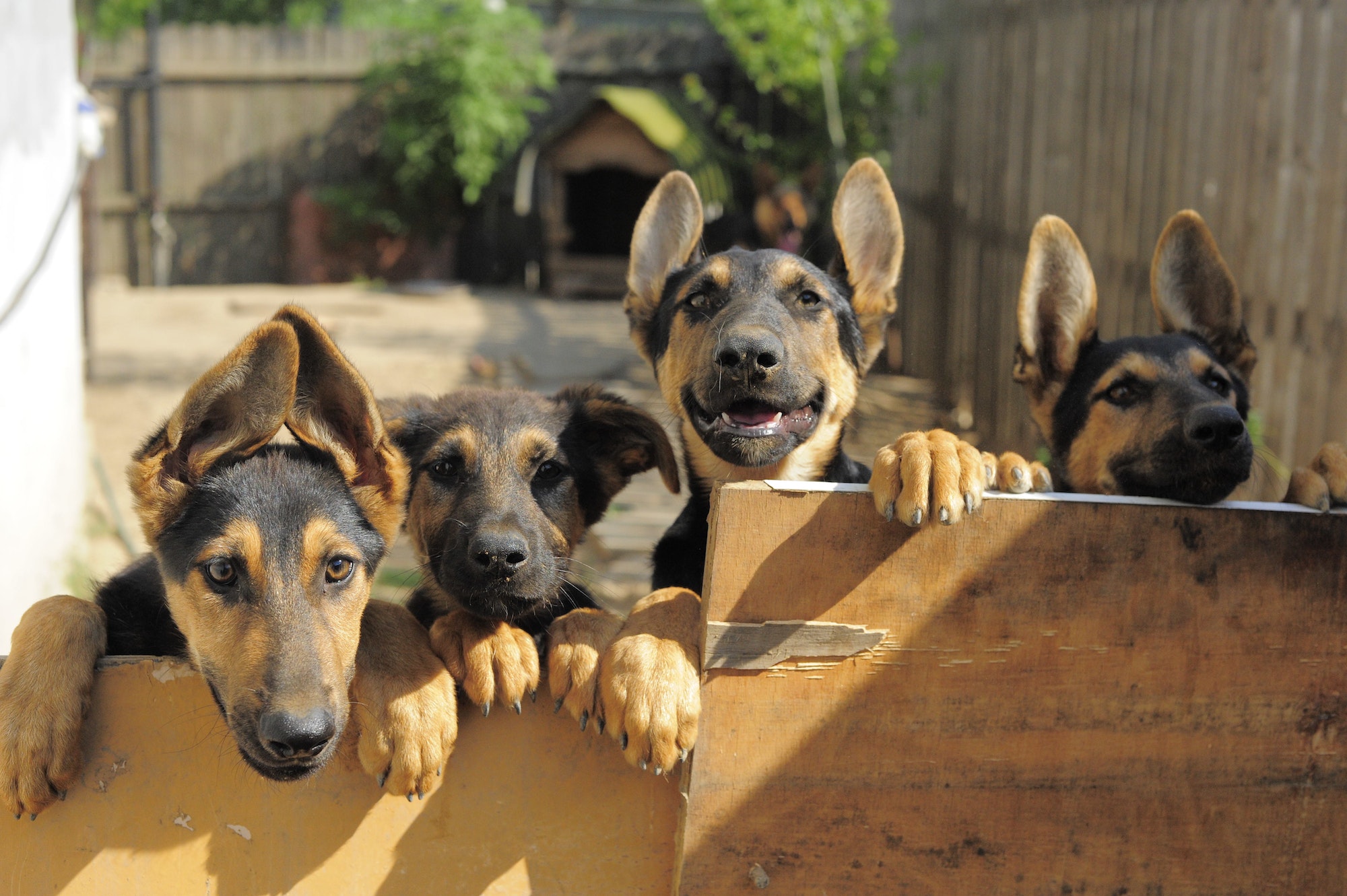 About Us – Paws On Death Row