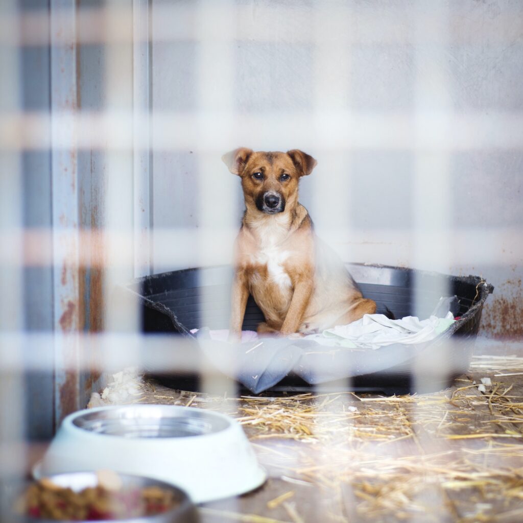 Paws On Death Row