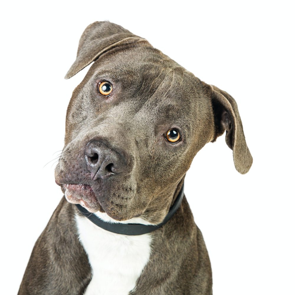 About Us – Paws On Death Row